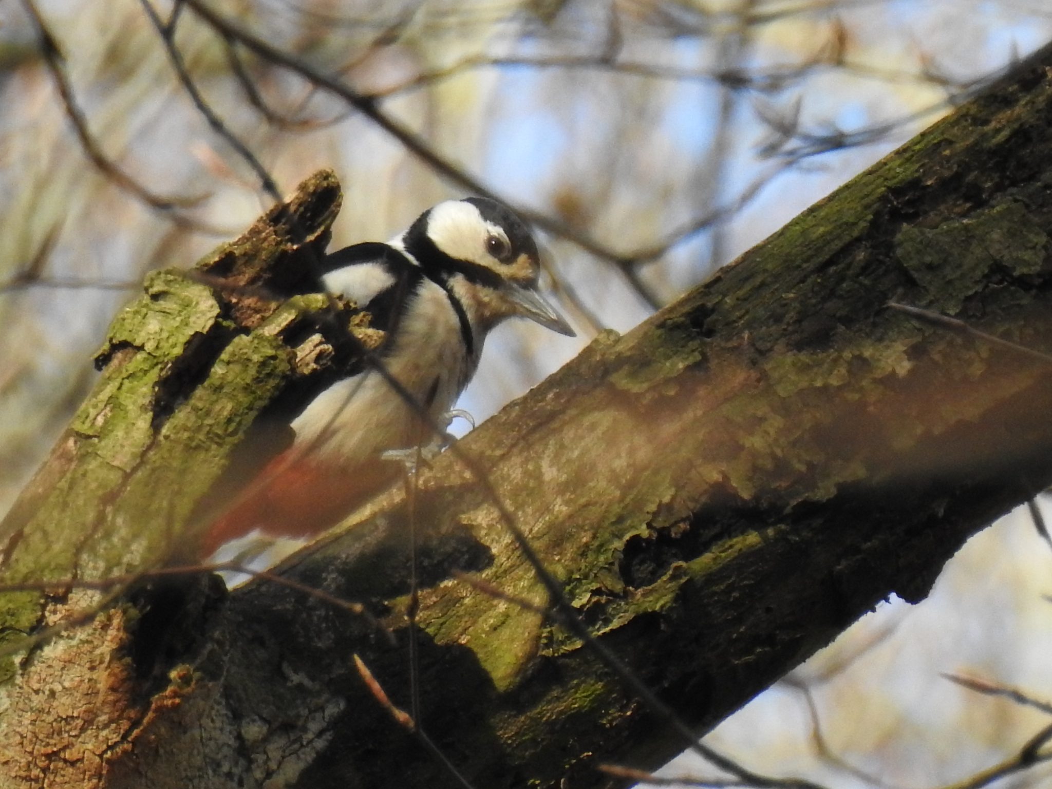 169. GROTE BONTE SPECHT (Dendrocopos major)