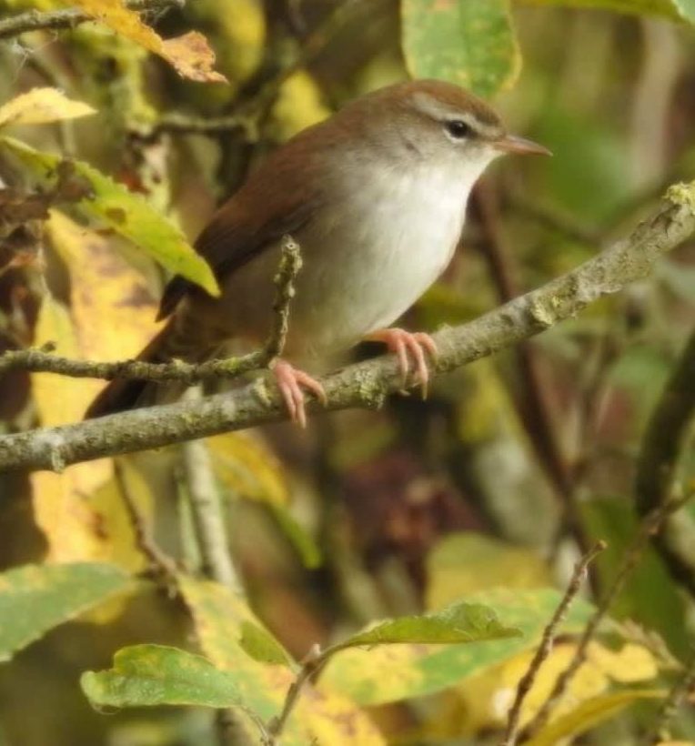 92. CETTI’S ZANGER (Cettia cetti)